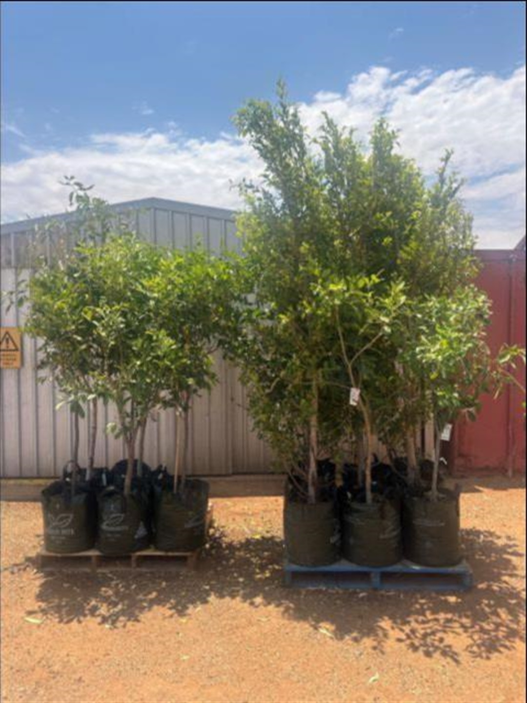 Planting of semi mature shade trees | Boulia Shire Council